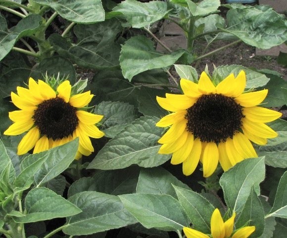 7 Cara Menanam Bunga Matahari di Pot agar Cepat Mekar